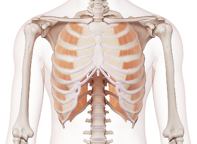 Cresta ilíaca: anatomía y funciones de esta prominencia ósea